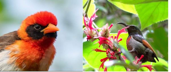 AFRICAN INITIATIVES ASSOCIATION